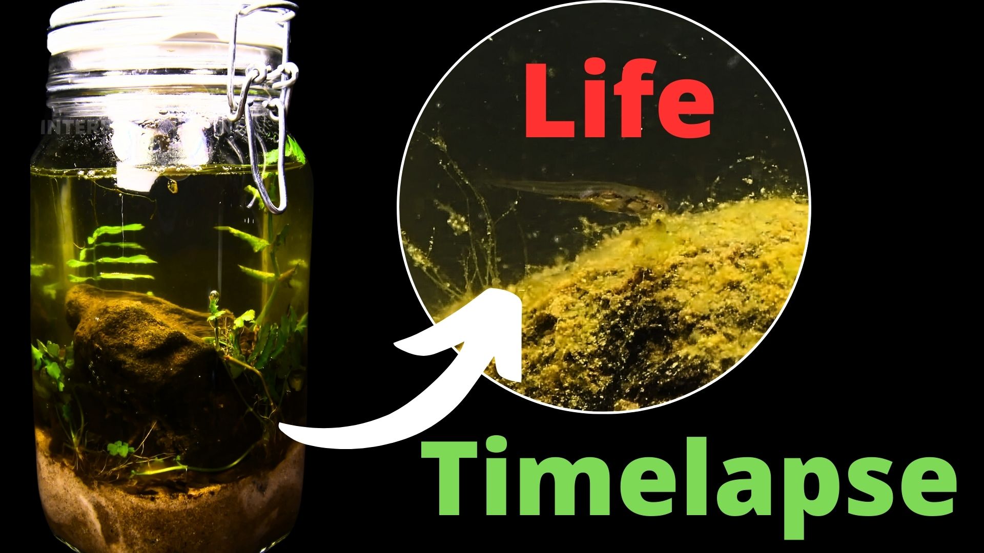 Create Your Own DIY Jar Ecosphere: A Mesmerizing Timelapse Adventure