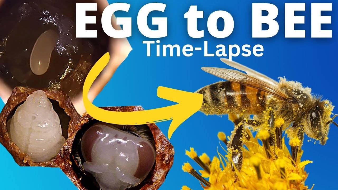 The Fascinating Journey of a Honey Bee's Life Cycle: A Timelapse of ...